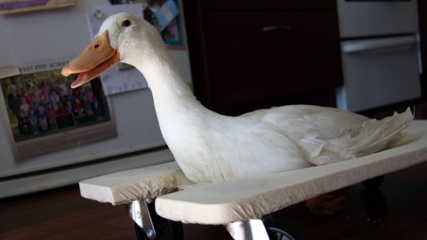 A Family Loves Their Disabled Pet Duck So Much They Made It A ...