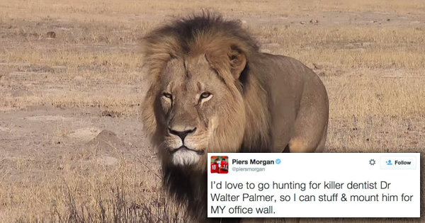 Why Is There Global Outrage Over The Killing Of A Lion In Zimbabwe?