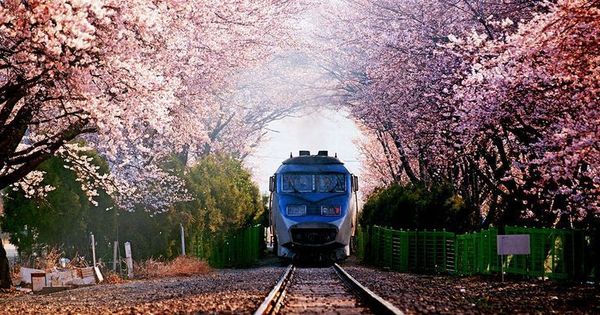 Spring Is Probably The Most Unforgettable Time To Visit Korea. Here’s Why