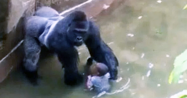 Was Harambe The Gorilla Trying To Protect That Boy?