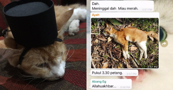Teruja Nak Lihat 'Oren' Pakai Songkok, Kucing Itu Hembus Nafas Terakhir ...