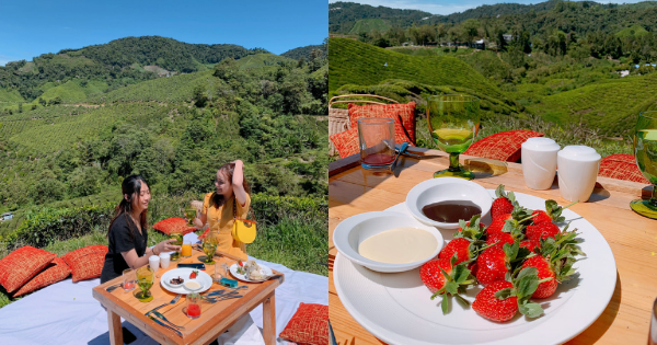 Enjoy A Stunning Picnic In Cameron Highlands