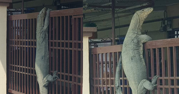 'Godzilla' Monitor Lizard Goes Viral After It Was Spotted Climbing Into ...