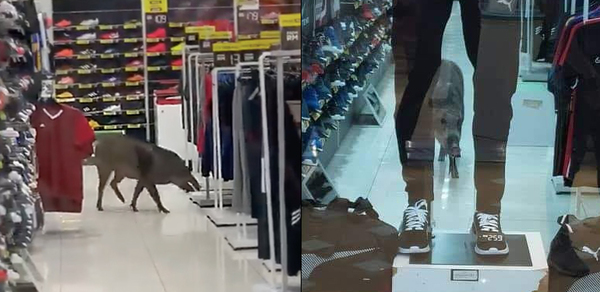 [VIDEO] Wild Boar Roams Inside A Shopping Mall In Putrajaya