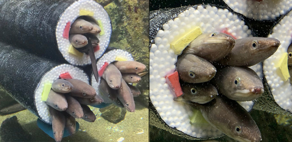 Japanese Aquarium Makes Cute Sushi Roll 'Beds' For Eel To Sleep In