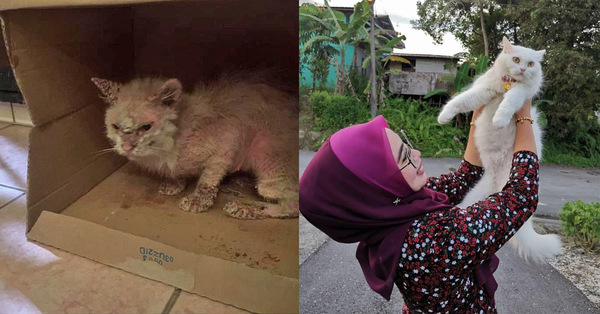 Woman Nurses Sick Stray Cat To Full Health & It Becomes Unrecognisably ...
