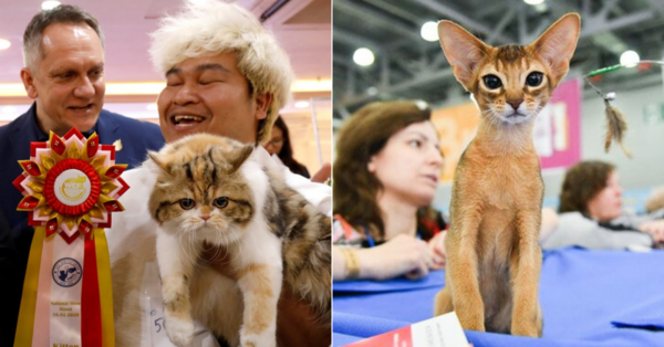Even Russian Cats Are Banned From Int'l Competitions After Russia's ...