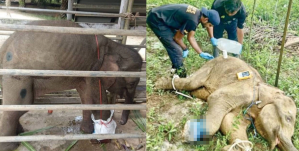 Baby Elephant Dies After Stepping On Illegal Snare Trap & Undergoing ...
