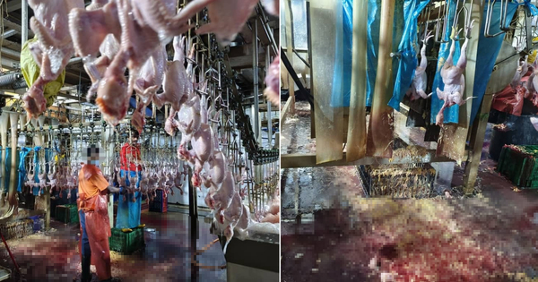 [PHOTOS] DBKL Shuts Down Deplorable Chicken Factory With Blood ...