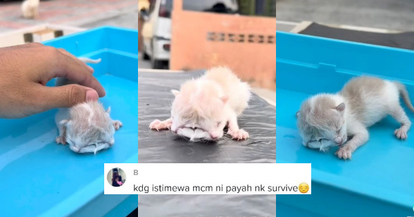 [VIDEO] Kucing Istimewa Ini Mempunyai Dua Muka Sebaik Saja Dilahirkan ...