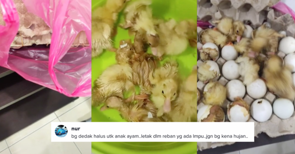 Check-Out Homestay Dengan Sepapan Telur, Owner Terkejut Jumpa Banyak ...