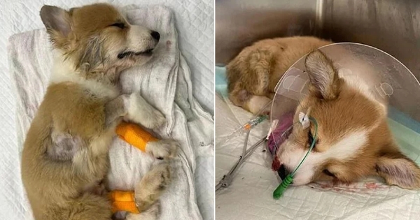 2 Corgis Died After Being Purchased Online By Singaporean Woman