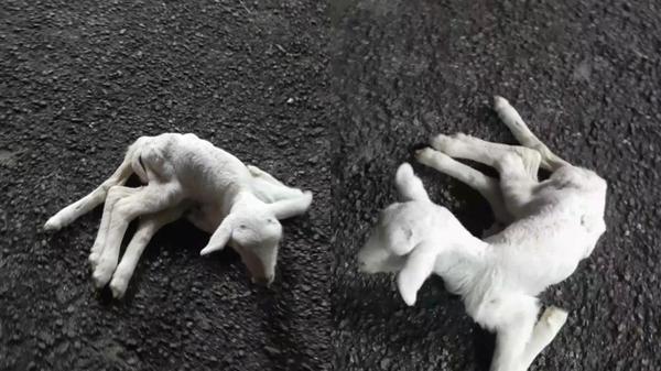Baby Goat Surprises Villagers In Melaka With Its 6 Legs & 2 Tails
