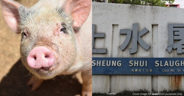 Hong Kong Butcher Dies After Pig Regains Consciousness Mid-Slaughter