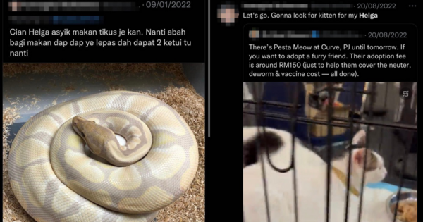 Ipoh Man Pretends To Adopt Kittens & Later Reveals He Feeds Them To His ...