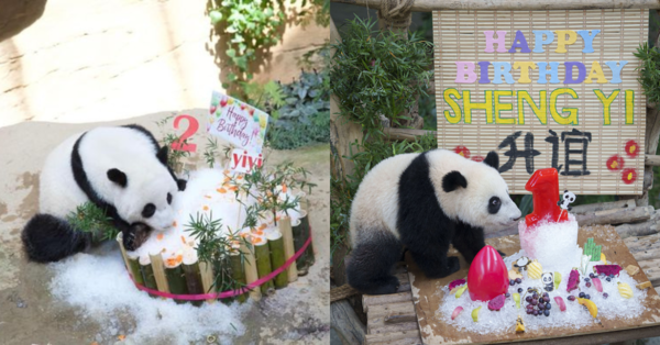 "We're Going To Miss You Both" — Zoo Negara To Send Panda Cubs Back ...