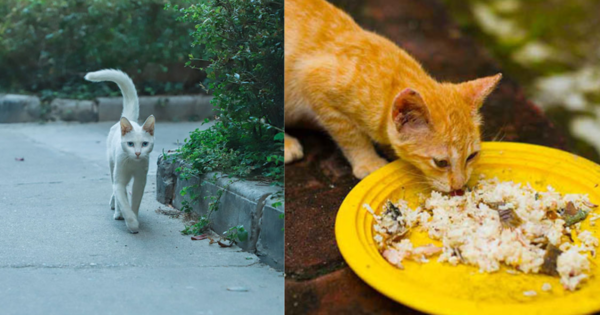 Ini Petanda Kucing Datang Kepada Kita