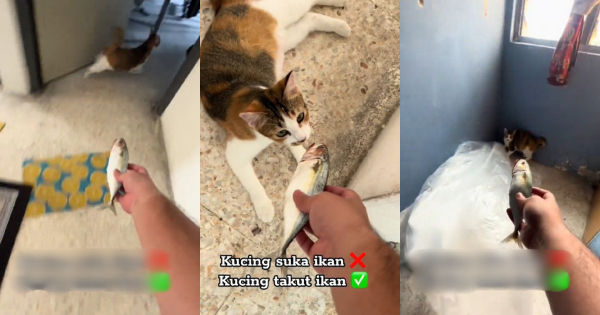 [VIDEO] "Kucing Aku Ni Dah Rosak Ke"- Si Bulus Lari Daripada Tuannya ...