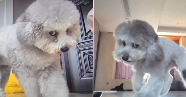 [VIDEO] Dog Goes Viral For Giving His Home Surveillance Camera The ...