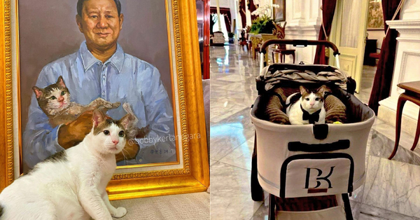 Meet 'First Cat' Bobby: Indonesia's 8th President Prabowo's Cat & New ...