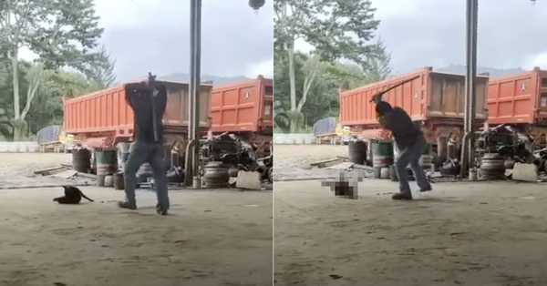 Animal Rights Groups Appeal For More Info On Video Of Man Beating Dog ...