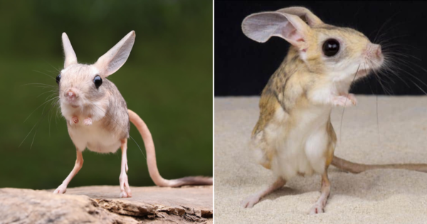 This Cute Animal Looks Like A Cross Between A 'Kancil' & A Kangaroo