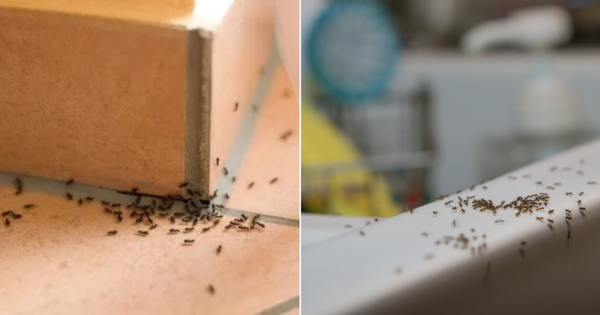 You Didn't Invite Them To Your Kitchen, But Ants Keep Coming. Here's ...