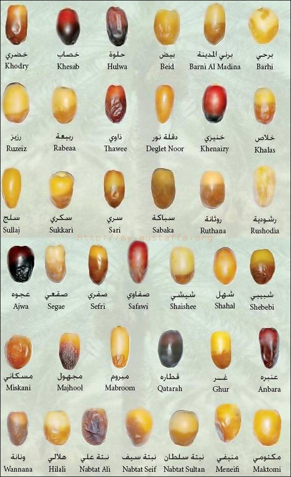 Things You Should Know About Dates Other Than The Iconic Yusuf Taiyoob Things You Should Know About Dates Other Than The Iconic Yusuf Taiyoob